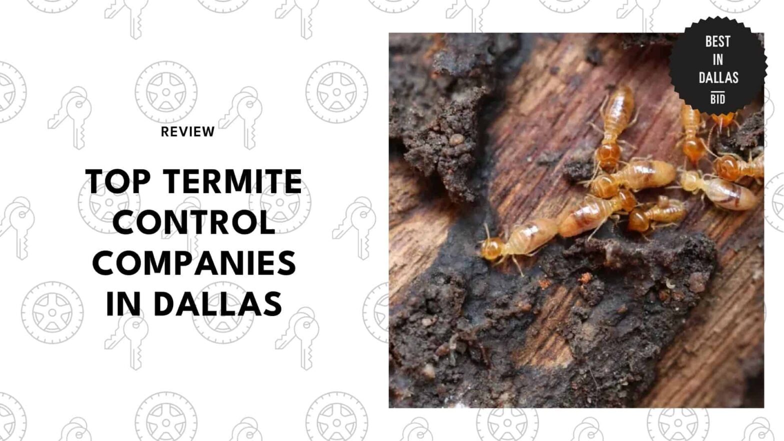 5 Dallas Termite Control Companies That Won Locals’ Trust [2026 ]